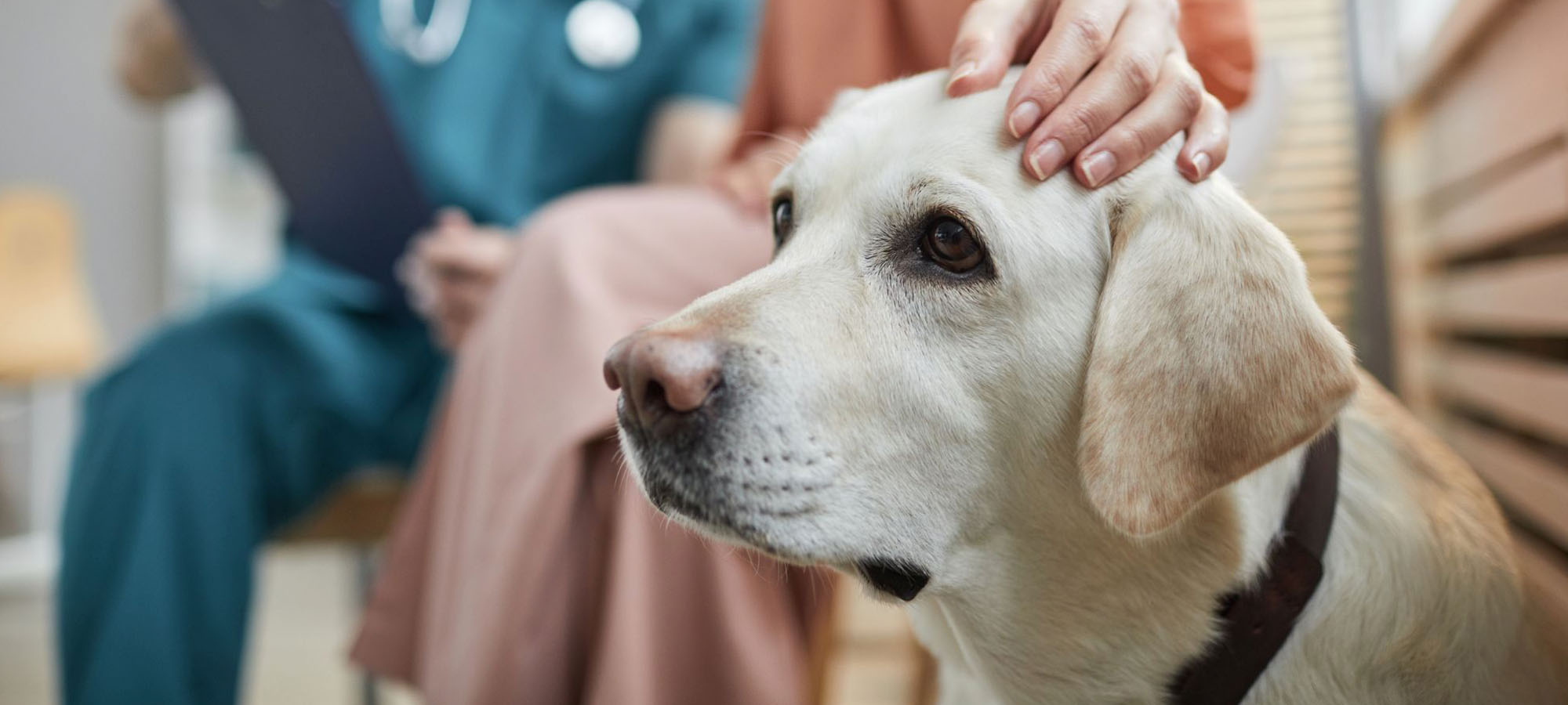 Decatur, AL 35601 Pet Emergency Services | Veterinary Regional Referral ...